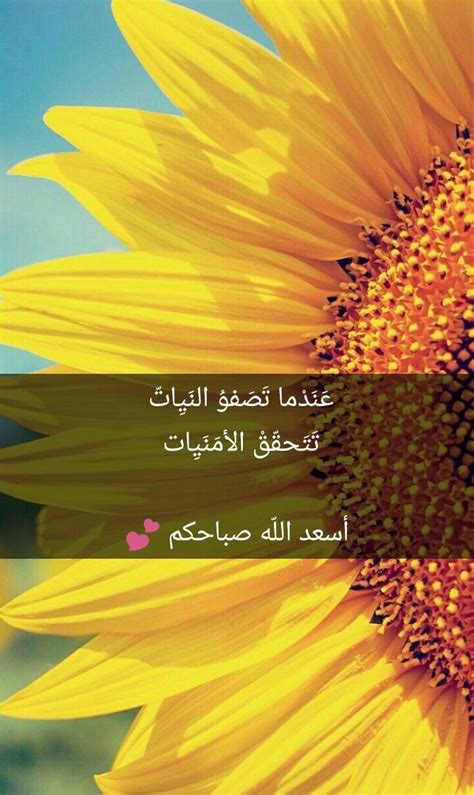 زهرة دوار الشمس في المنام
