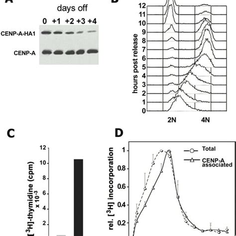 Spatial And Temporal Organization Of Centromere Replication Hela Download Scientific Diagram