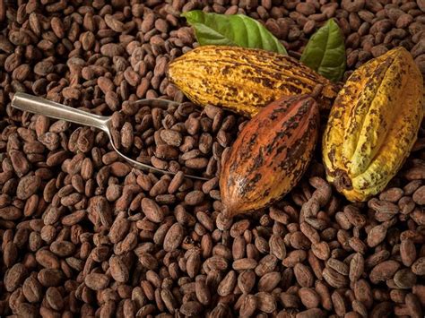 5 Negara Penghasil Biji Kakao Terbesar Di Dunia Moodco Cokelat
