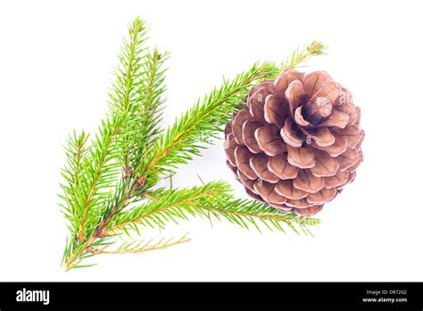Fir Cone Hi Res Stock Photography And Images Alamy