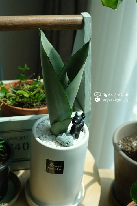 산세베리아 문샤인 물주기~ 네이버 블로그