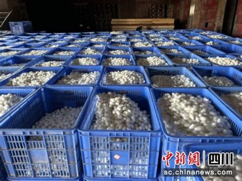 蚕桑生产丨四川乐至春蚕茧产量超1103吨 实现产值7442万元 金蚕网