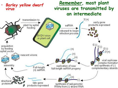 Ppt Introduction To Plant Pathology Powerpoint Presentation Free