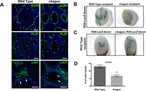 Spermatogonial Stem Cell Sscs Transplants Reveal Sertoli Cell And