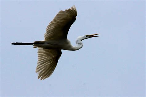 ダイサギ 大鷺 Great Egret Egretta alba 野鳥アルバム 日本の鳥
