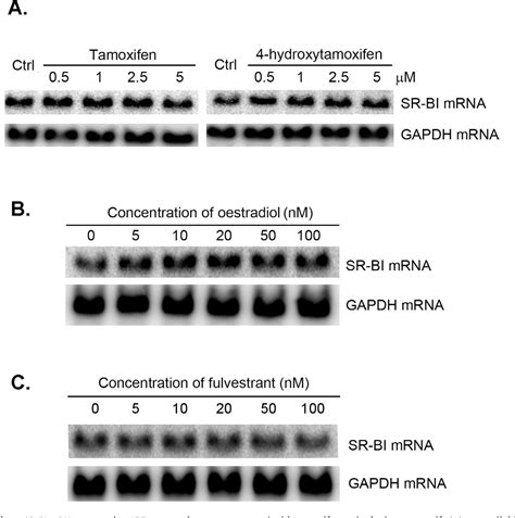 Figure 1 From Induction Of Macrophage Scavenger Receptor Type Bi