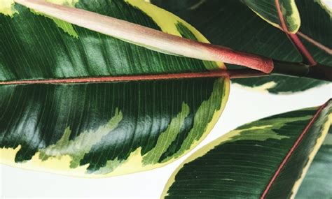 Fino A 42 Su Pianta Di Ficus Elastica Tineke Groupon