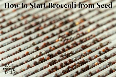 How To Grow Broccoli From Seed Easy Gardening Hacks™