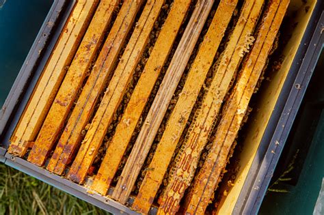 내부에서 샷 벌집을 닫습니다 벌집과 프레임에 꿀벌 시골의 꿀과 꿀벌과 함께 일하십시오 살구 문화 개념 0명에 대한 스톡 사진 및 기타 이미지 Istock