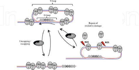 Figure 1 From The Role Of Wrn Helicase Exonuclease In Dna Replication Semantic Scholar