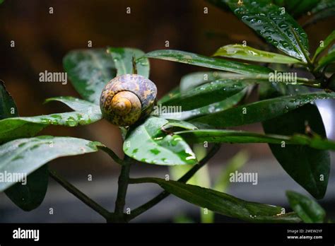 Hermit Crab In Gastropod Shell On Leaf Of Aquatic Plant Underwater