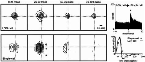 Distribution Of Geniculate Cells And Simple Cells With Respect To The