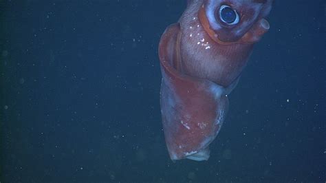 To Sex Starved Squid In The Dark Either Gender Will Do Live Science