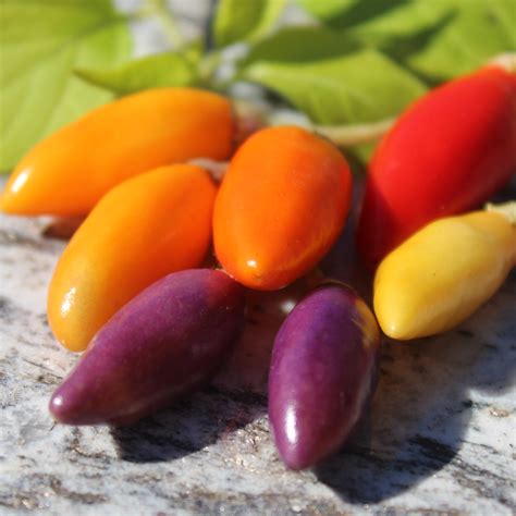 Deaflora Chili Numex Twilight