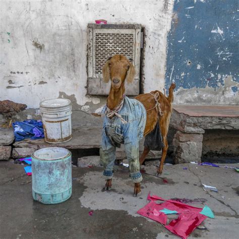 Goats Wearing Clothes For Good Reason And For A Good Cause Mpr News