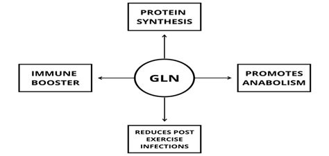 General Functions Of Glutamine Download Scientific Diagram