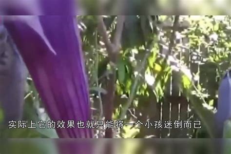 传说中的蒙汗药到底是什么答案说出来你不一定会相信 答案 什么 蒙汗药