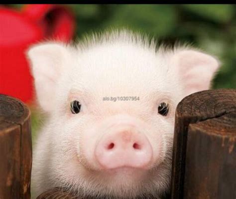 Продавам малки прасенца Прасета Селскостопански животни Средец