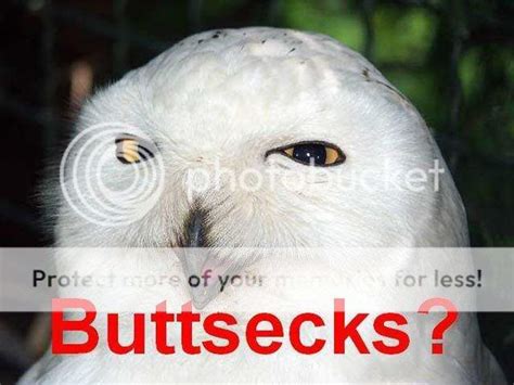 For Post 2000 I Present To You The Perverted Orly Owl Post Your Dumb Owl Pics General