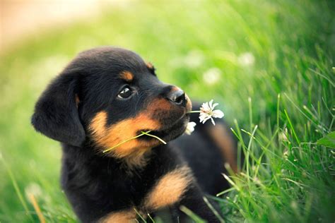 Rottweiler Wallpapers Top Free Rottweiler Backgrounds Wallpaperaccess