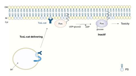 Toxins Topical Collection Clostridium Difficile Clostridium