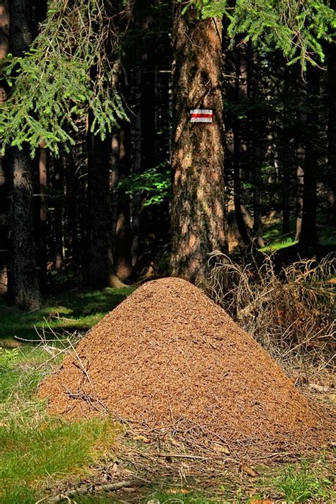 Why Are There So Many Ant Hills In My Yard