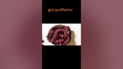 ருத்ராட்சம் ஈசனின் விழித்துளி தரிசனம் Youtube