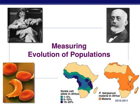 Ppt Measuring Evolution Of Populations Powerpoint Presentation Free