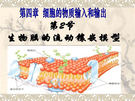 人教版高中生物必修一第四章第2节《生物膜的流动镶嵌模型》课件 共30张pptword文档在线阅读与下载无忧文档