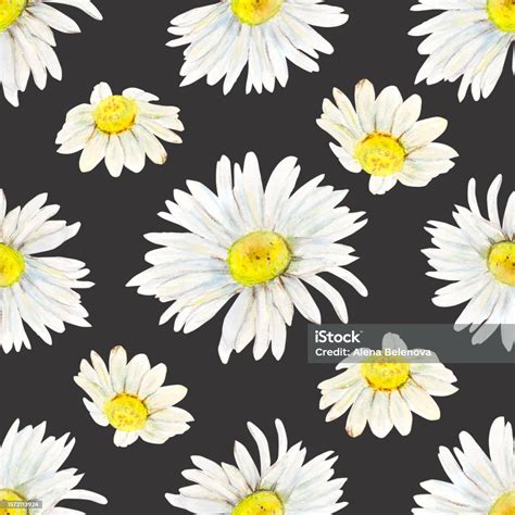 필드 카모마일 새싹 손으로 그린 패턴입니다 섬세한 꽃 머리의 수채화 꽃 그림은 검은 배경에 완전히 열려 있다 초원 야생화는 섬유 인쇄 포장 엽서 디자인 및 초대장을 위해