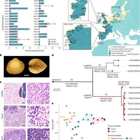 Distribution Origins And Clonal Structure Of Transmissible Neoplasia