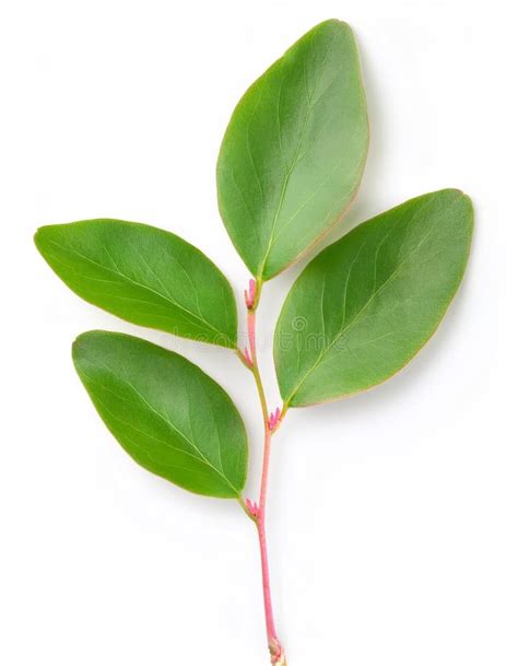 Studio Shot Of A Spindle Tree Branch With Green Leaves Isolated On A