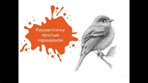 Рисуем Птичку Простым Карандашом 🐦 Youtube