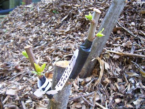 2017 Grafting Thread General Fruit Growing Growing Fruit