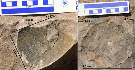 Dinosaurs Sensational Dinosaur Discoveries World Today News