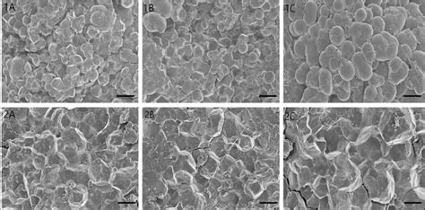 Scanning Electron Microscopic Observation Of Starch Granules In