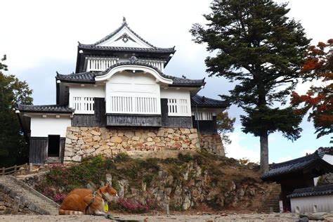 備中松山城のネコ 明明堂の寄り道memorandum