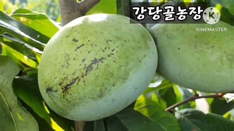 포포접목묘판매 포포열매판매 Youtube