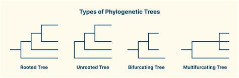 Phylogenetic Trees Your Guide To Evolutionary Visual Diagrams Creately