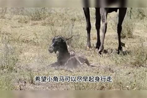 从降生落地到学会走路小角马只用了五分钟母角马对它不离不弃