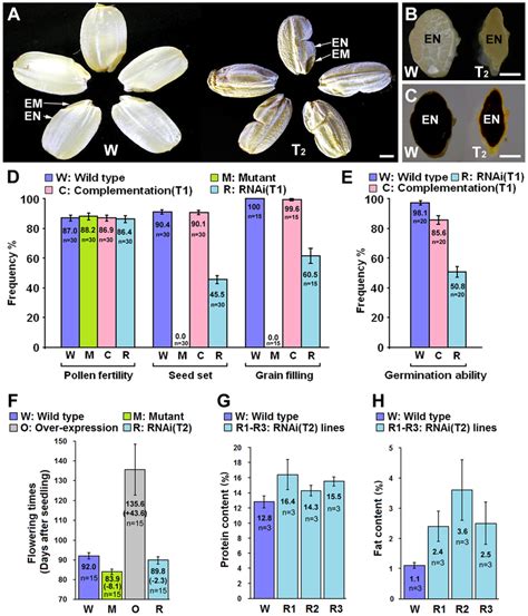 Functional Analysis And Complementation Test Of Fst A Effect Of Fst Download Scientific