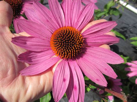 Echinacea Purpurea Ruby Star Ruby Star Coneflower Regular Editor