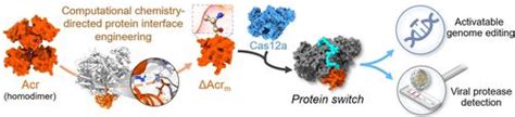 Engineering Anti CRISPR Proteins To Create CRISPR Cas Protein Switches