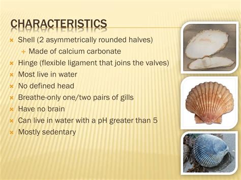 Ppt Bivalves And Gastropods Powerpoint Presentation Free Download Id2826515