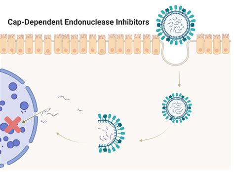 Cap Dependent Endonuclease Inhibitors These Antivirals Target The