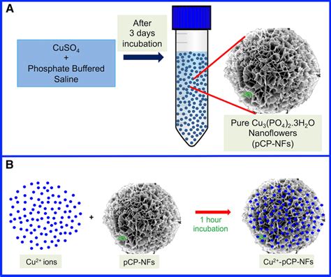 Schematic Representation Of Pcp Nfs Synthesis A And Cu²⁺ Ions