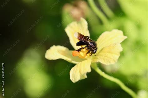 Insecto Visitando Flores Masculinas De Cundeamor Momordica Charantia Stock Photo Adobe Stock