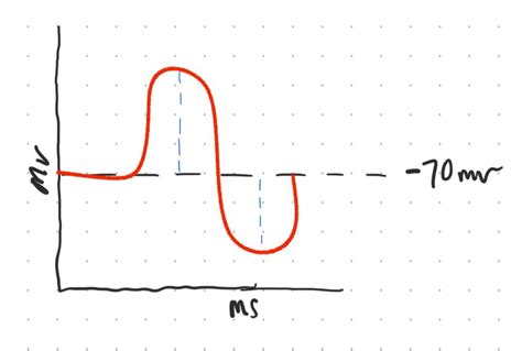 Polarization Diagram Quizlet