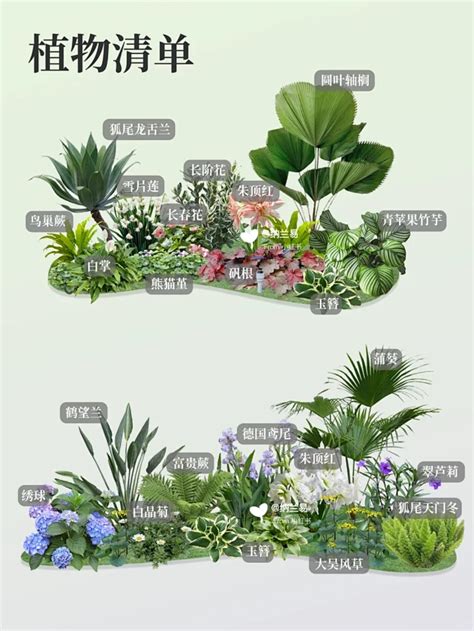 【☁️阴生花境】小伙伴们催的耐阴植物搭配来啦 花瓣网