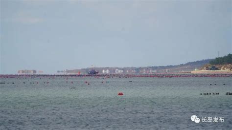 海滋！长岛海域再现奇观！腾讯新闻